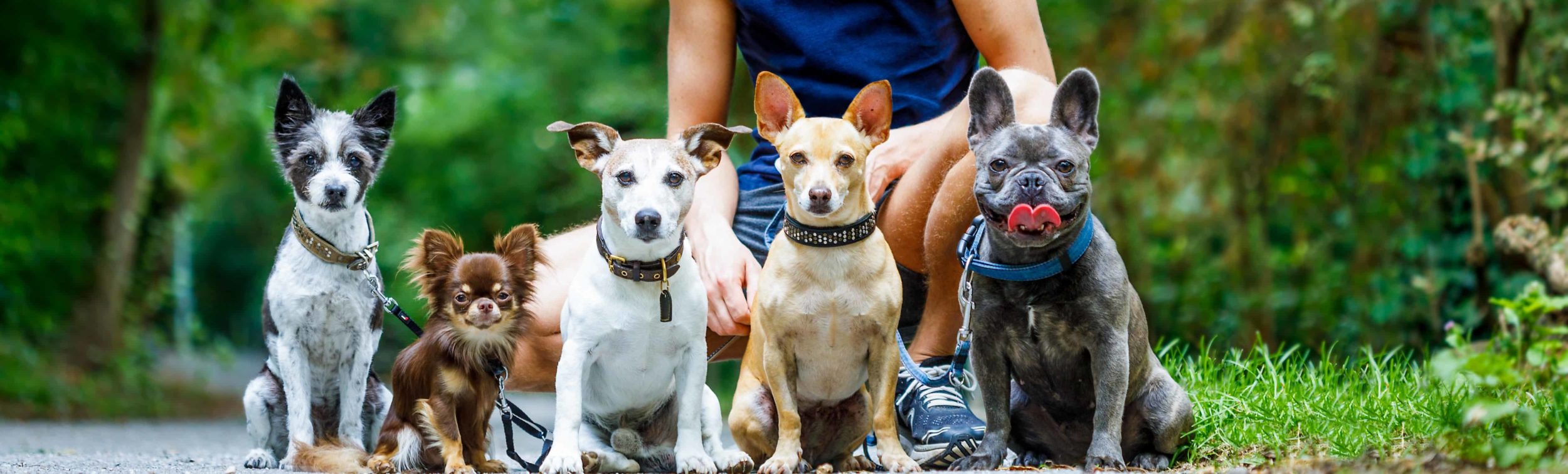 Our Dog Training Services Include Private In-home Training