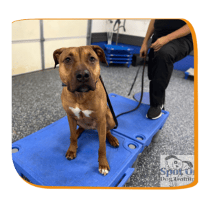 Our Dog Training Services Include Private In-home Training