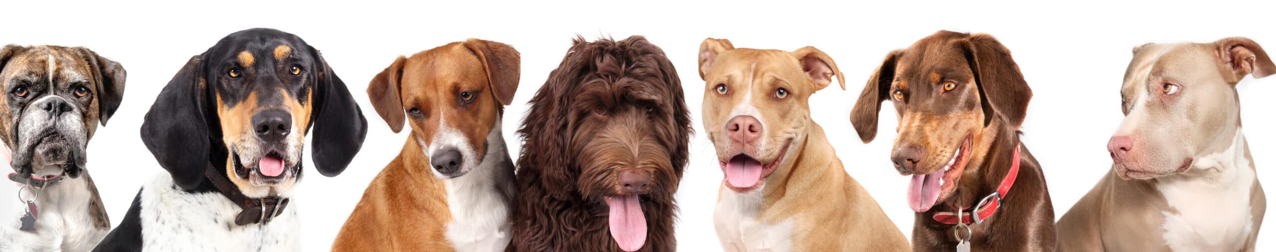 Dog Training Program Case Studies - Spot On! Dog Training